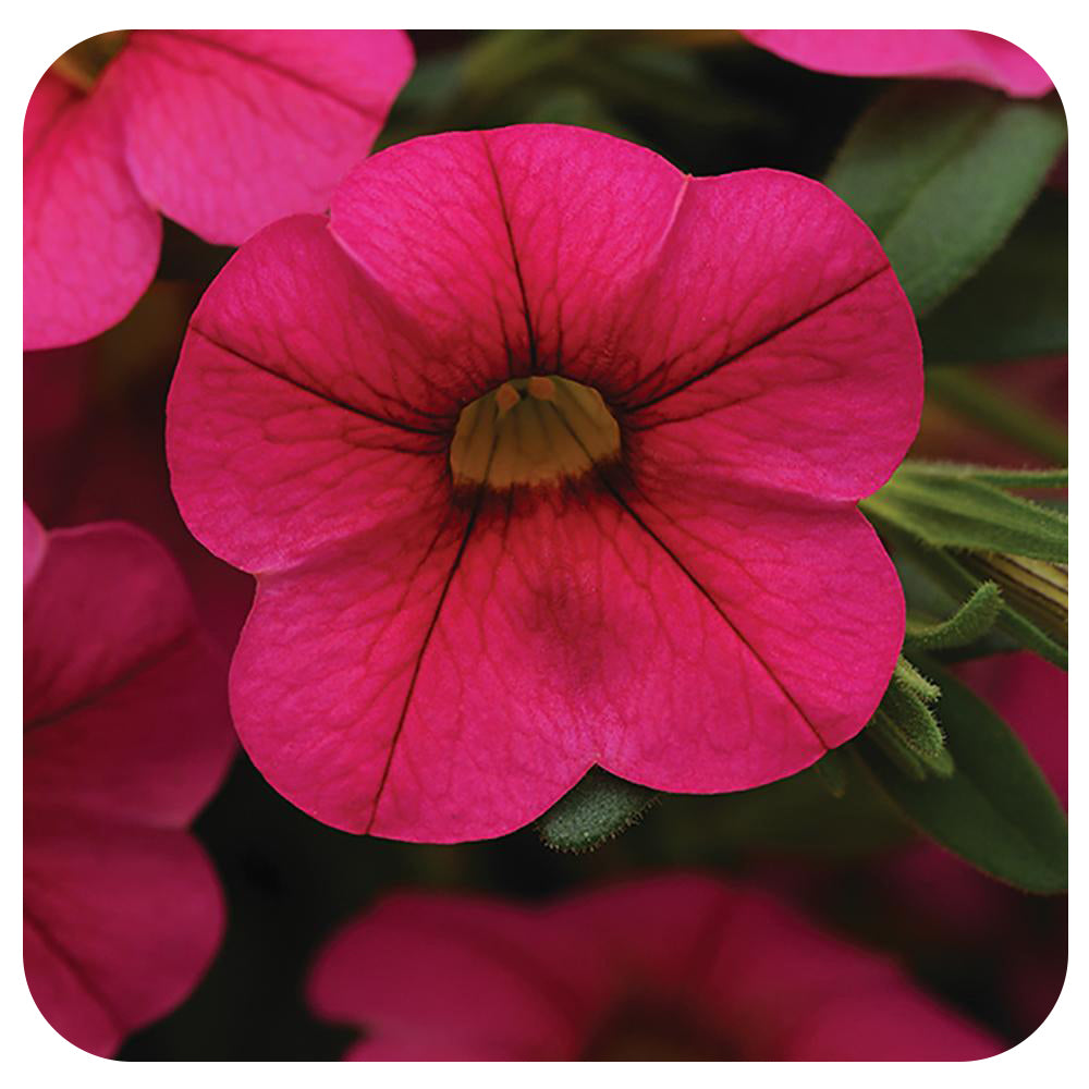 Calibrachoa (Mini-Petunia/ Million Bells) - Davenport Garden Centre