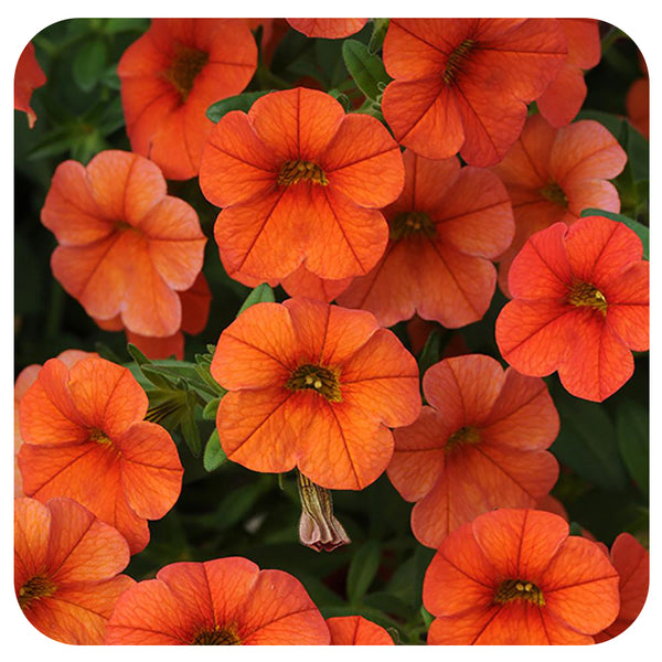 Calibrachoa (Mini-Petunia/ Million Bells) - Davenport Garden Centre