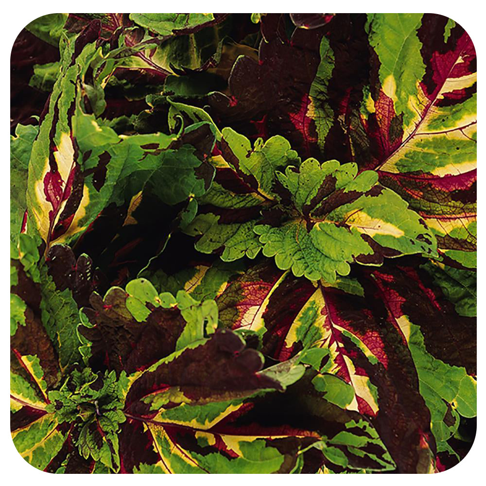 Coleus - Davenport Garden Centre