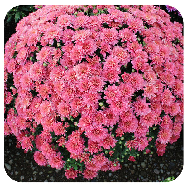 Chrysanthemum (Mums) - Davenport Garden Centre