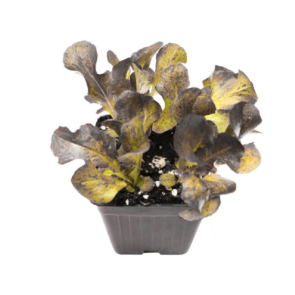 Lettuce Red Oak Leaf - Organic - Davenport Garden Centre