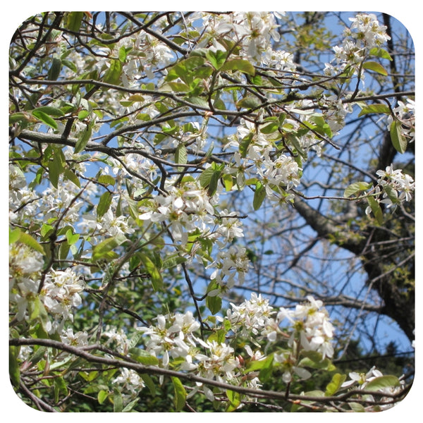 Juneberry (Amelanchier canadensis) NATIVE PERENNIAL - Davenport Garden ...