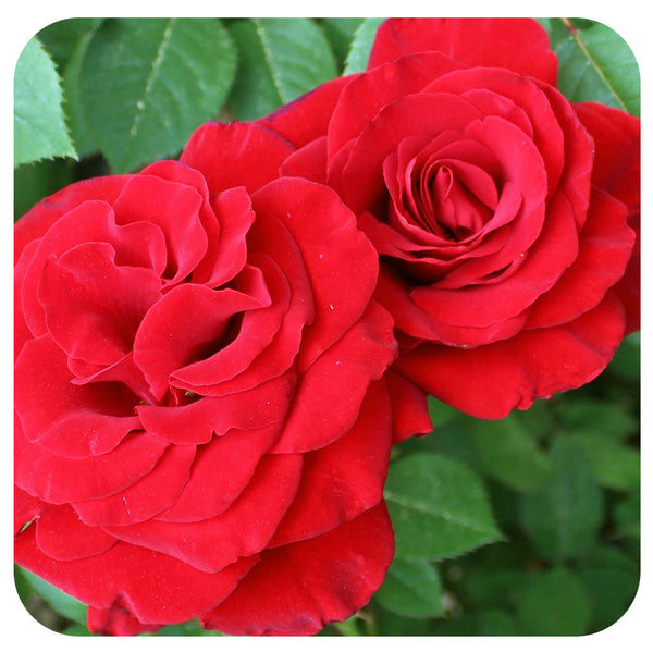 Lady In Red™ by Weeks Roses - Davenport Garden Centre