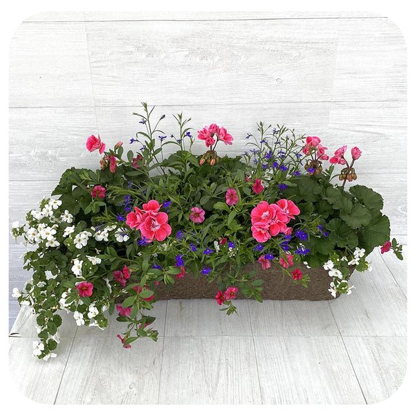 Window Box - Two tone Geranium with Blue Lobelia - Davenport Garden Centre