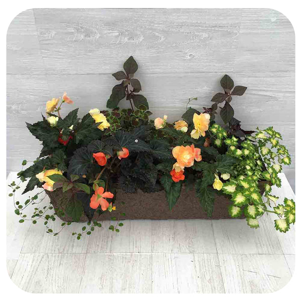 Window Box - Shade Mix with Wizard Jade Coleus - Davenport Garden Centre