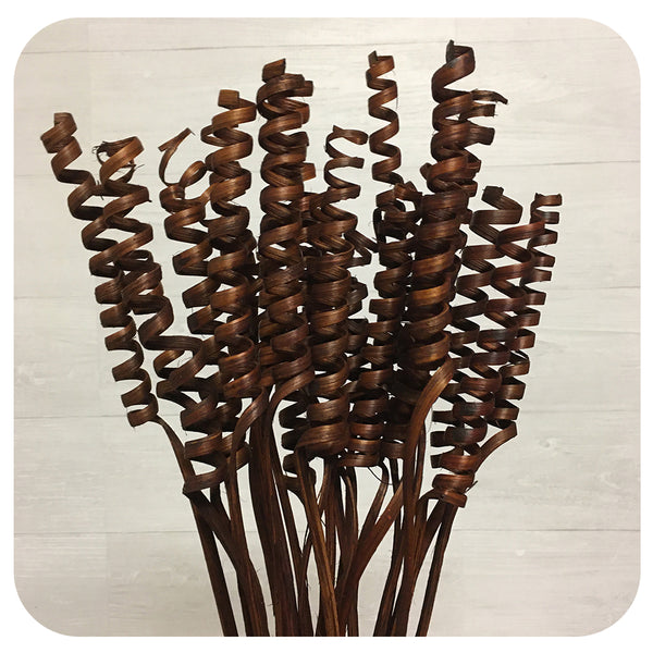 Cane Spring - Davenport Garden Centre