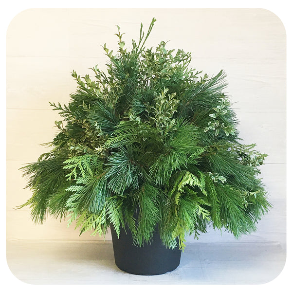 Urn - Green Mix Oregonia - Davenport Garden Centre