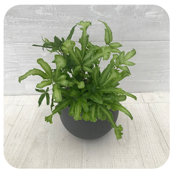 Mayi Fern - Davenport Garden Centre