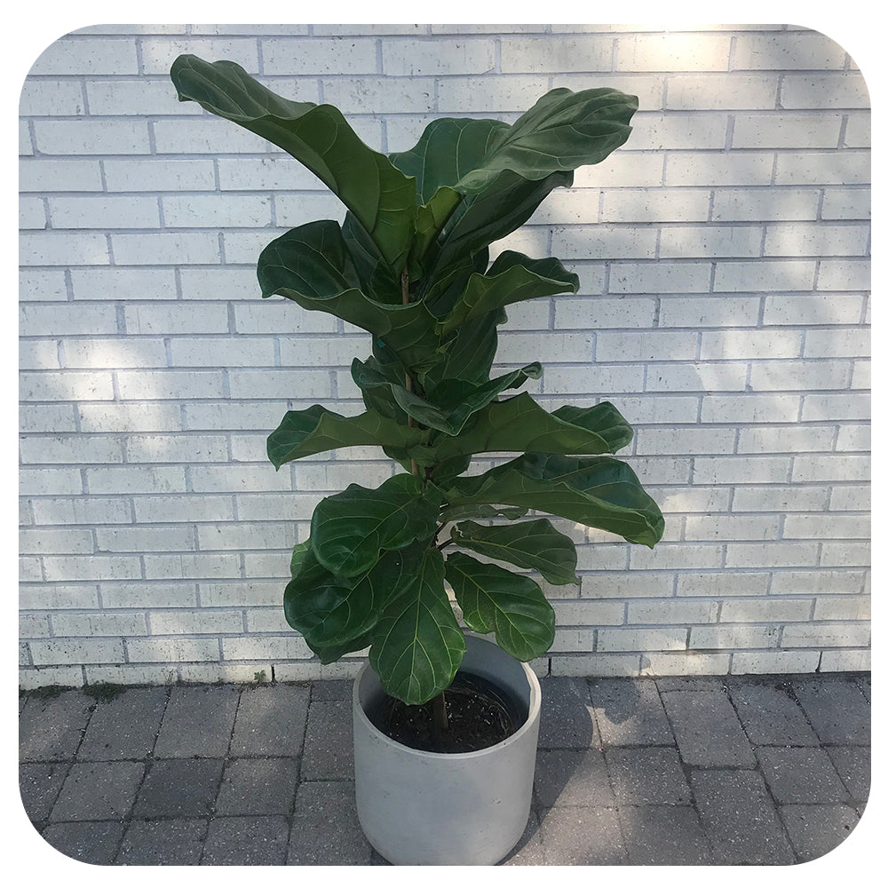 Ficus lyrata (fiddle leaf fig) - Davenport Garden Centre