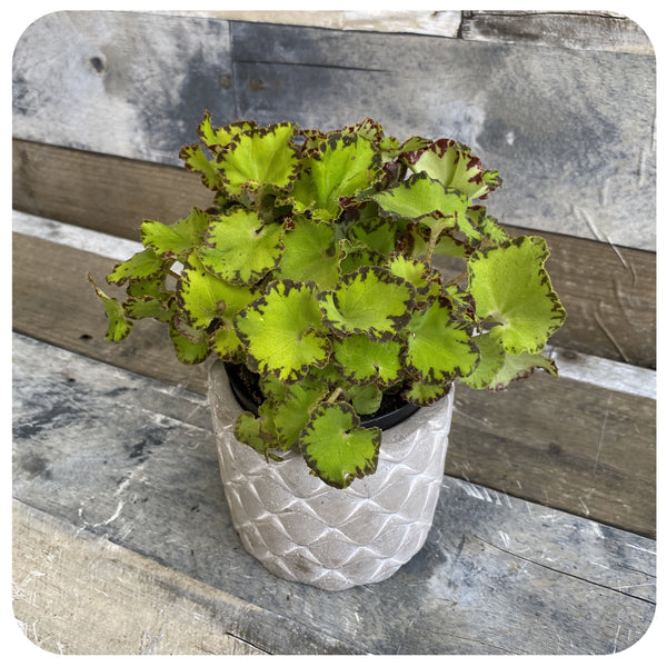 Rex Begonia - Green - Davenport Garden Centre