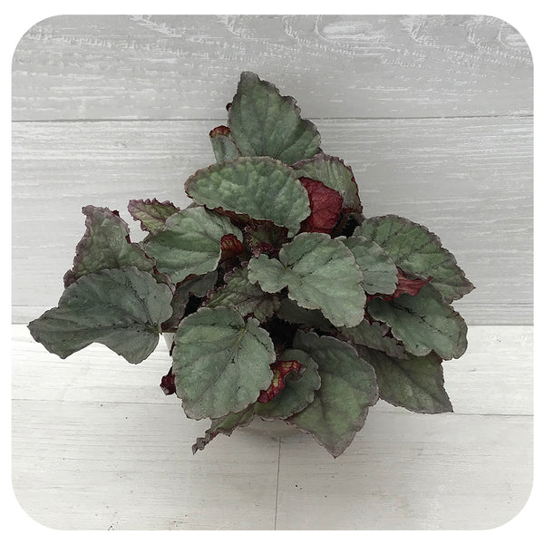 Rex Begonia - Grey - Davenport Garden Centre