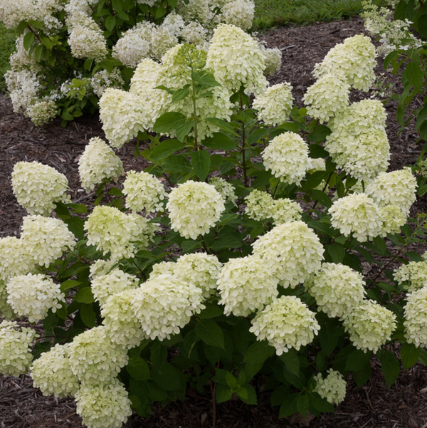 Hardy hydrangea 'Little Lime' (Hydrangea Paniculata) by Proven Winners ...