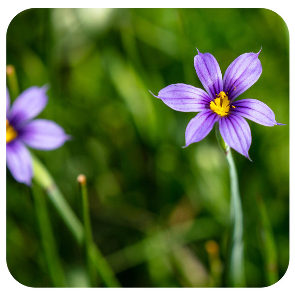Blue Eyed Grass (sisyrinchium augustifolium lucerne) - Davenport Garden ...