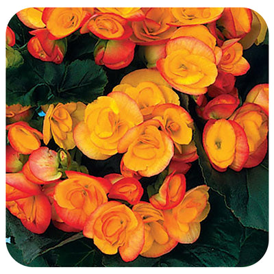 Begonia - Rieger - Davenport Garden Centre