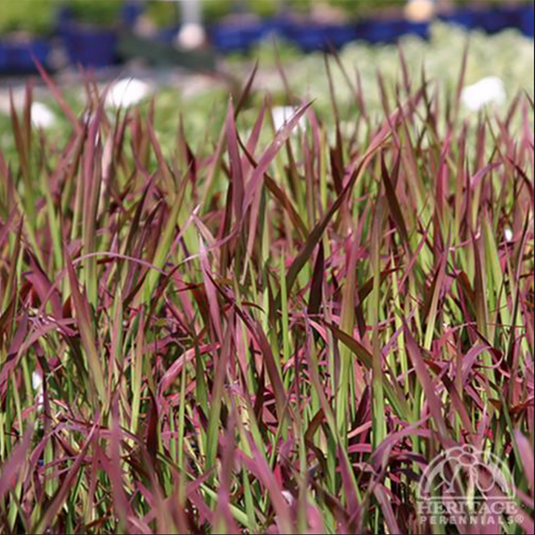 Japanese Blood Grass 'Red Baron' (Imperata cylindrica) - Davenport ...