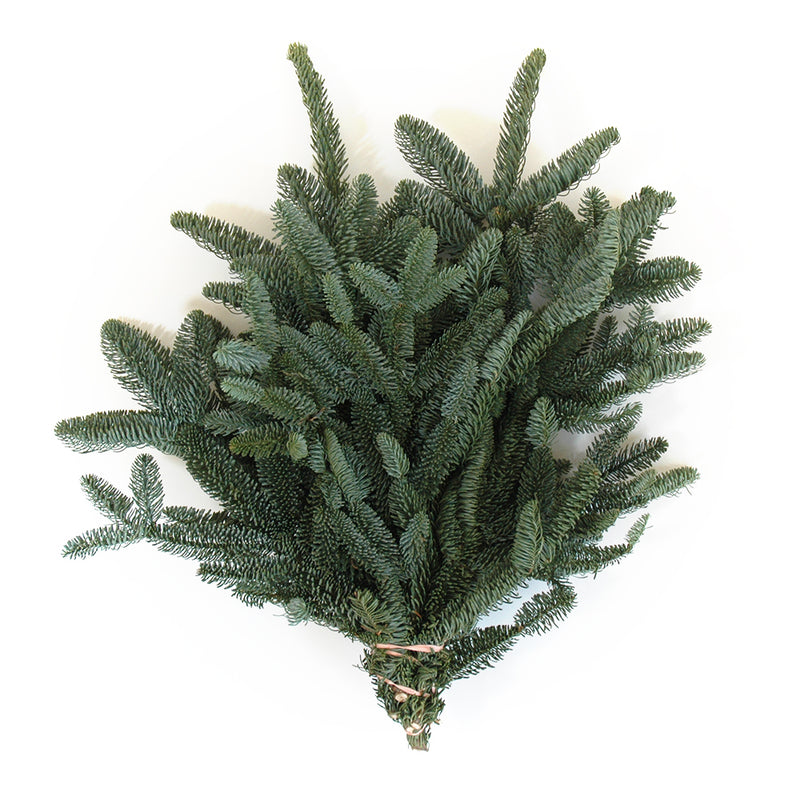 Noble Fir - Davenport Garden Centre