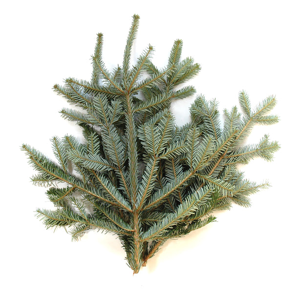 Silver Fir - Davenport Garden Centre