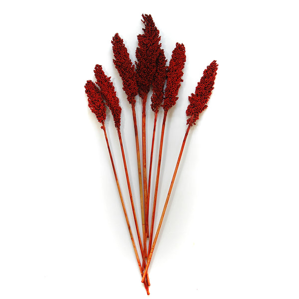 Milo Berries on Stem - Burgundy - Davenport Garden Centre