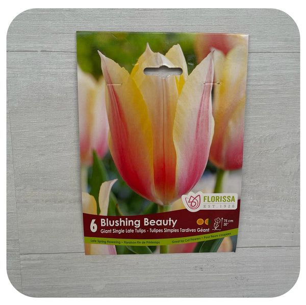 Tulip 'Blushing Beauty' - Davenport Garden Centre