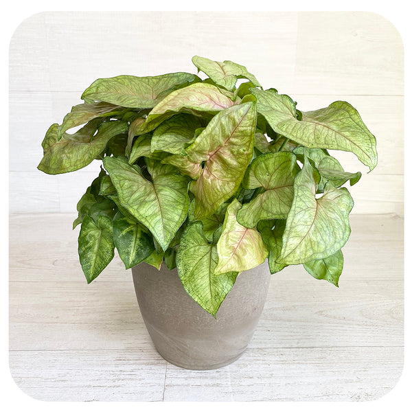 Nephthytis Butterfly - Davenport Garden Centre