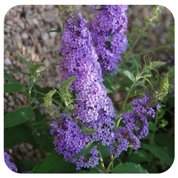 Butterfly Bush - Sky Blue (Buddleia) Buzz Series - Davenport Garden Centre