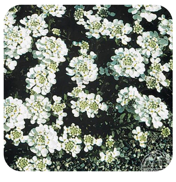 Iberis sempervirens ‘Purity’ (Candytuft) - Davenport Garden Centre