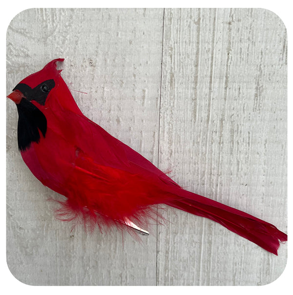 6" Cardinal Clip - Davenport Garden Centre