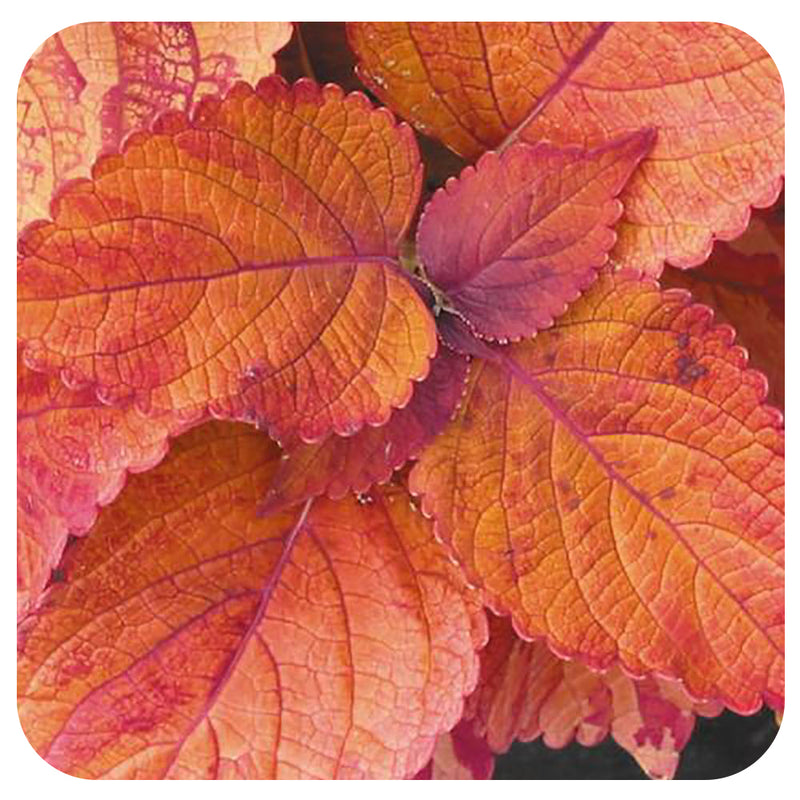 Coleus - Davenport Garden Centre