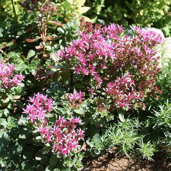 Dragon’s Blood Stonecrop (Sedum spurium red form) - Davenport Garden Centre
