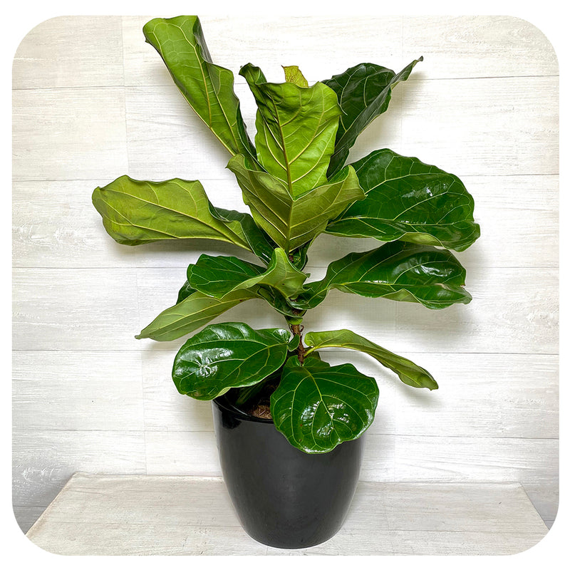 Ficus lyrata (fiddle leaf fig) - Davenport Garden Centre