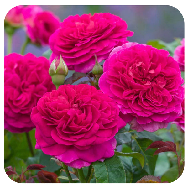 Gabriel Oak Rose by David Austin (Climbing Rose) - Davenport Garden Centre