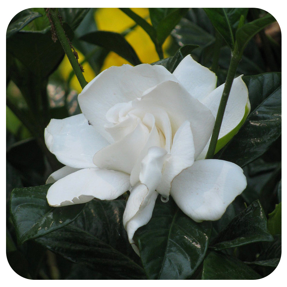 Gardenia Tree - Davenport Garden Centre