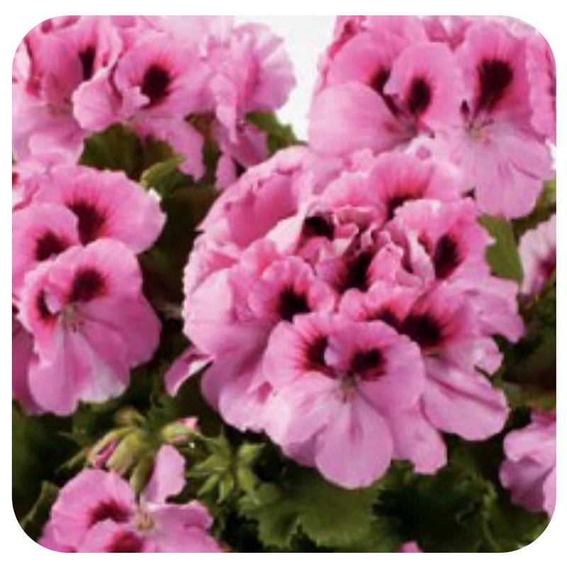 Geranium Regal - (Martha Washington) - Davenport Garden Centre