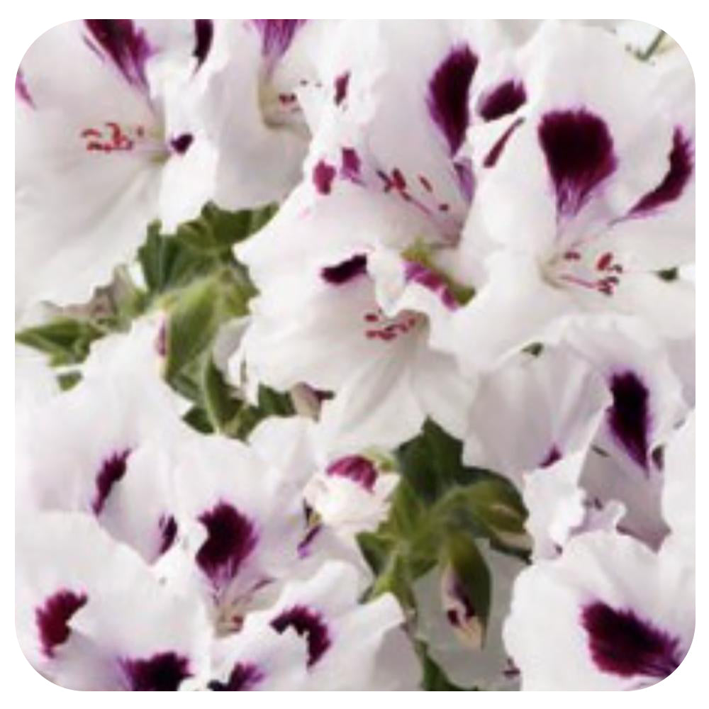 Geranium Regal - (Martha Washington) - Davenport Garden Centre