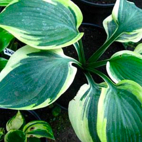 Hosta Orion’s Belt - Davenport Garden Centre