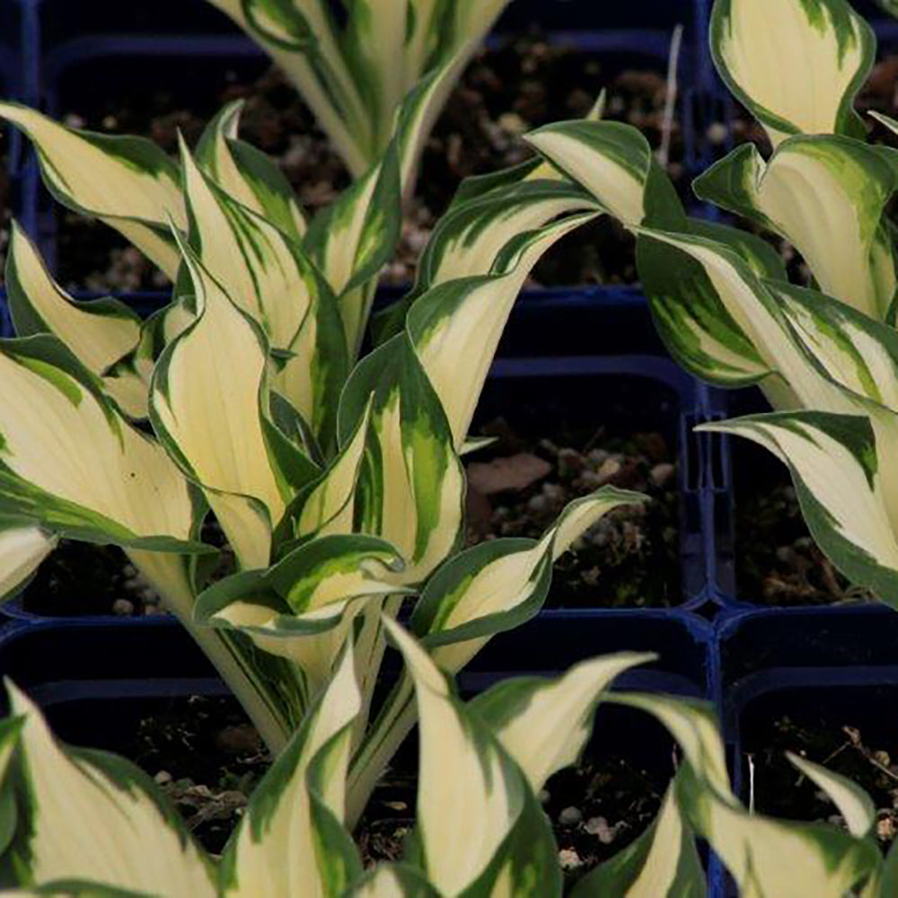 Hosta 'Fire and Ice' - Davenport Garden Centre