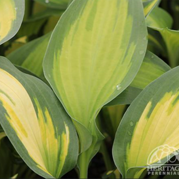 Hosta ‘Forbidden Fruit’ - Davenport Garden Centre