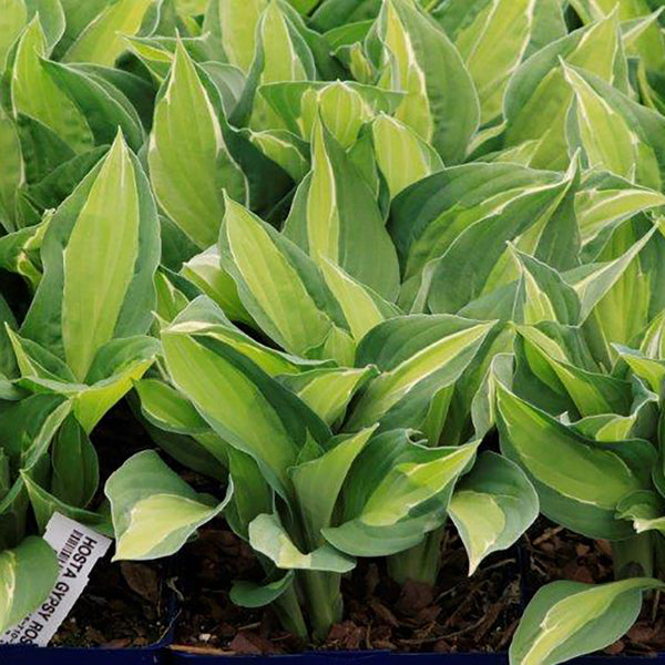 Hosta Gypsy Rose - Davenport Garden Centre
