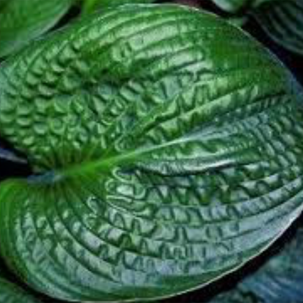 Hosta Mojito - Davenport Garden Centre