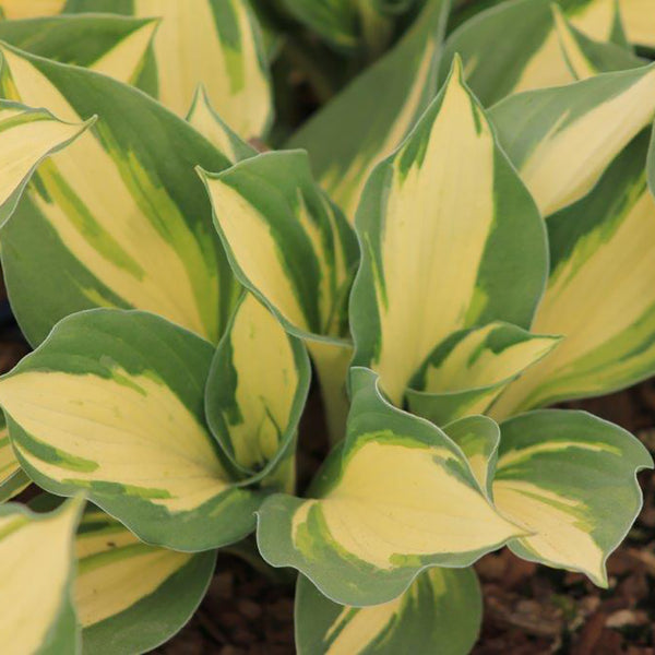 Hosta Vulcan - Davenport Garden Centre