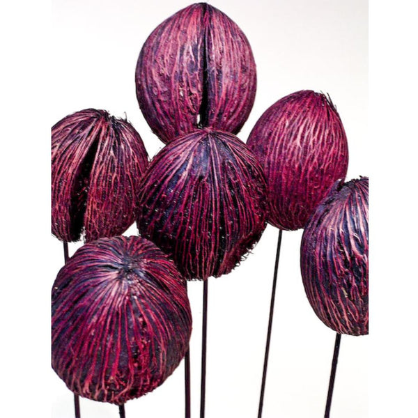 Mintola on Stem - Davenport Garden Centre