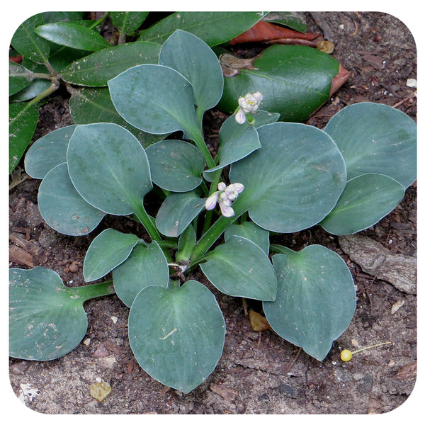 Miniature Hosta 'Blue Mouse Ears' - Davenport Garden Centre