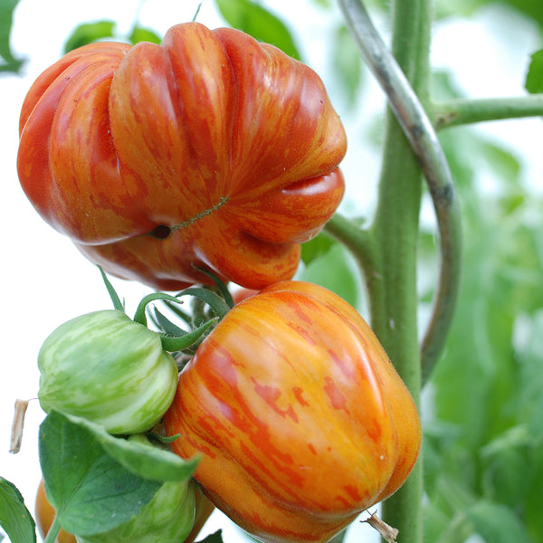 Old German Tomato (Vicki's Veggie Organic) - Davenport Garden Centre