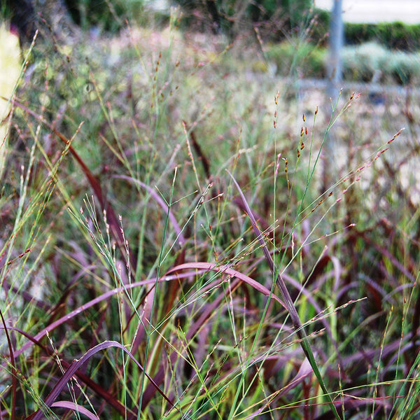 Red Switch Grass ‘Shenandoah’ (Panicum virgatum) - Davenport Garden Centre
