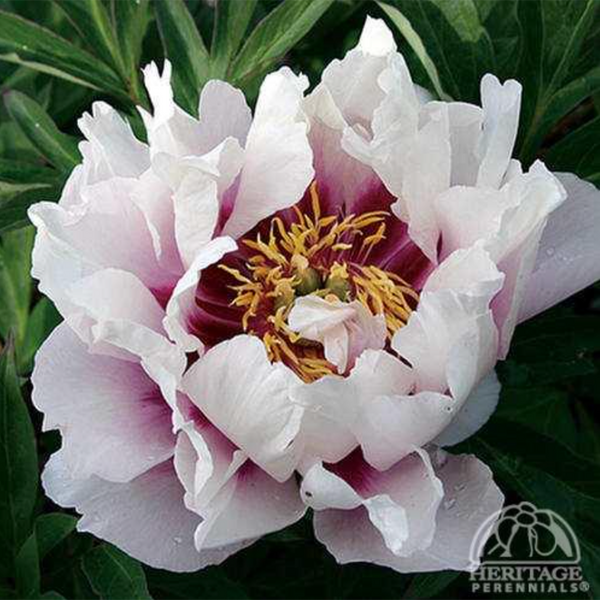 Peony ‘Cora Louise’ (Itoh Hybrid Peony) - Davenport Garden Centre