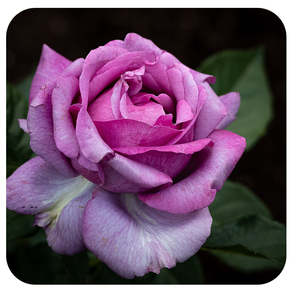 Perfume Factory Rose Tree 36" by Weeks Roses - Davenport Garden Centre