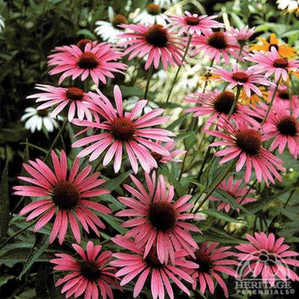Purple Coneflower ‘Ruby Star’ (Echinacea purpurea) - Davenport Garden ...