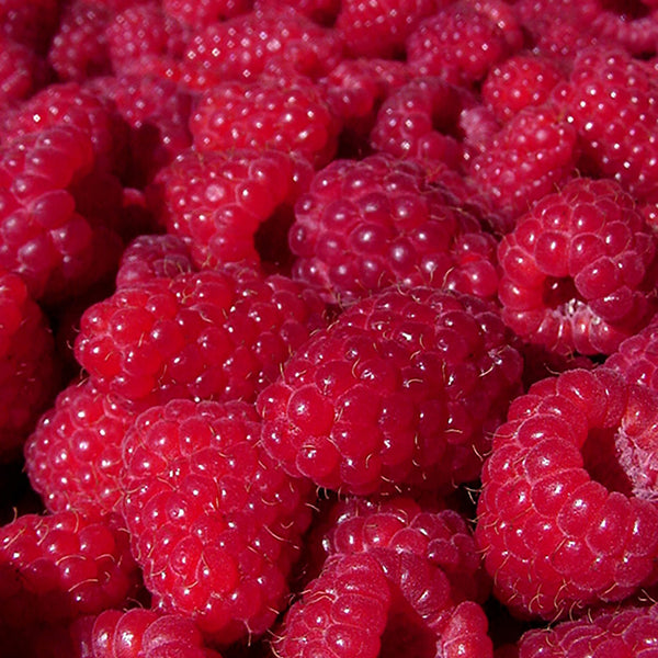 Raspberry Heritage - Davenport Garden Centre