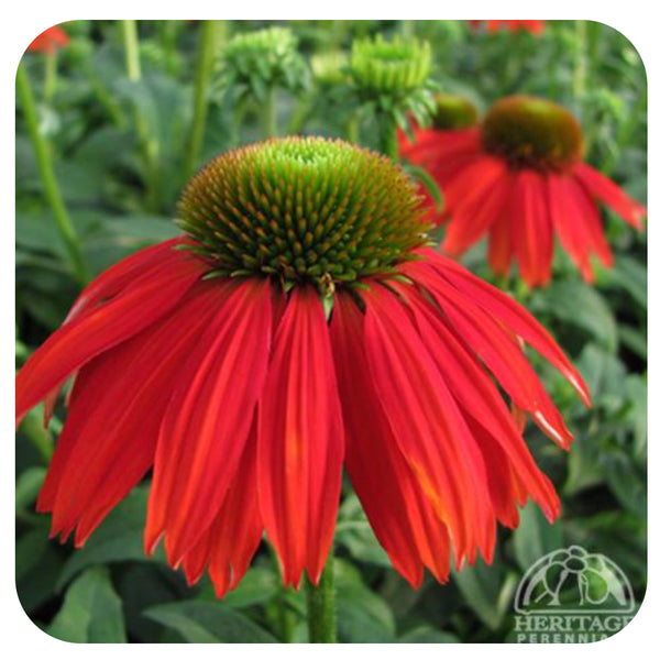 Cone Flower (Echinacea) Salsa Red - Davenport Garden Centre