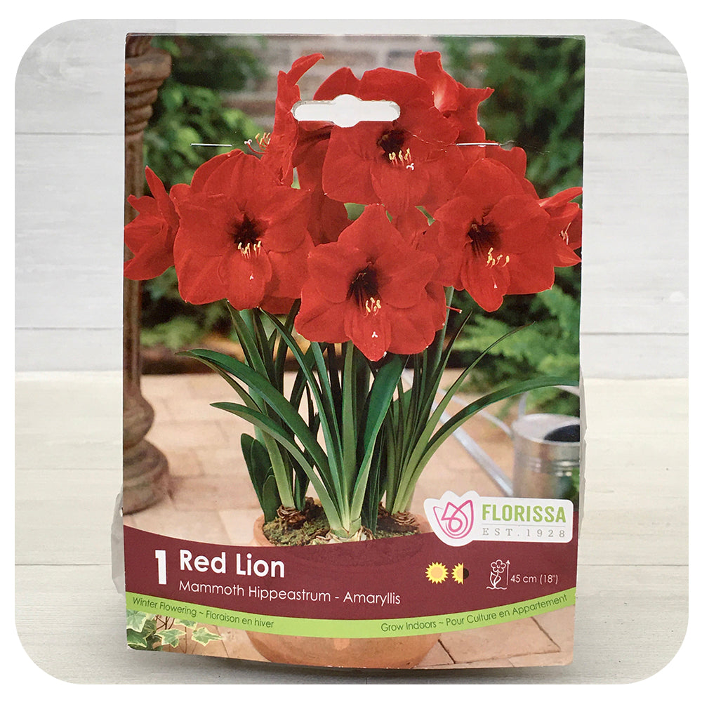 Amaryllis Red Lion - Davenport Garden Centre